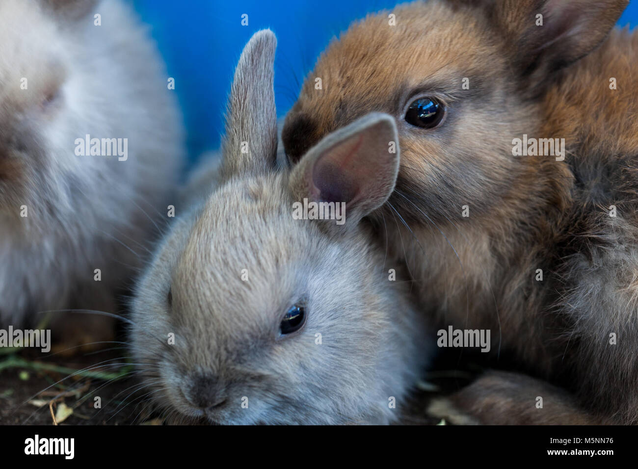 Portrait of small rabbits in a cage close up Stock Photo - Alamy