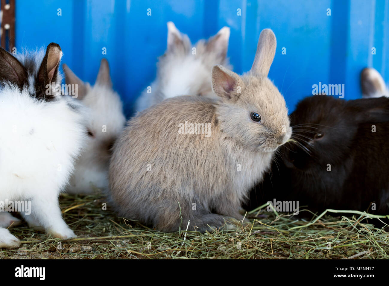 Portrait of a small decorative rabbits in a cage Stock Photo - Alamy