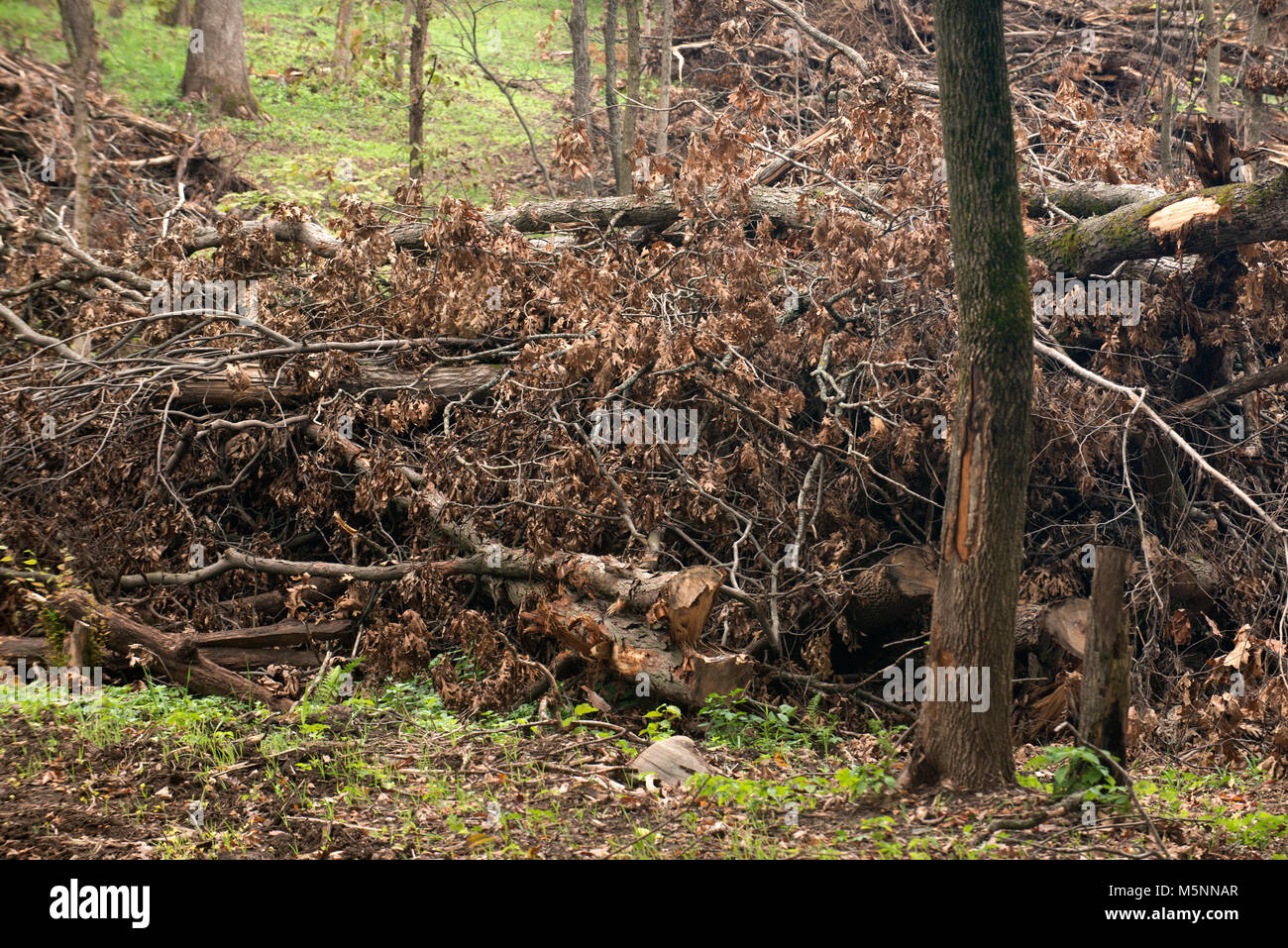 Cut dry twigs with leaves and larger branches in the forest Stock Photo ...