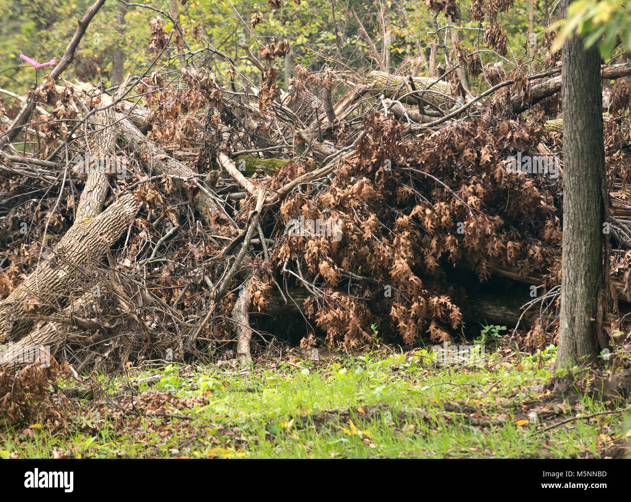 Cut dry twigs with leaves and larger branches in the forest Stock Photo ...
