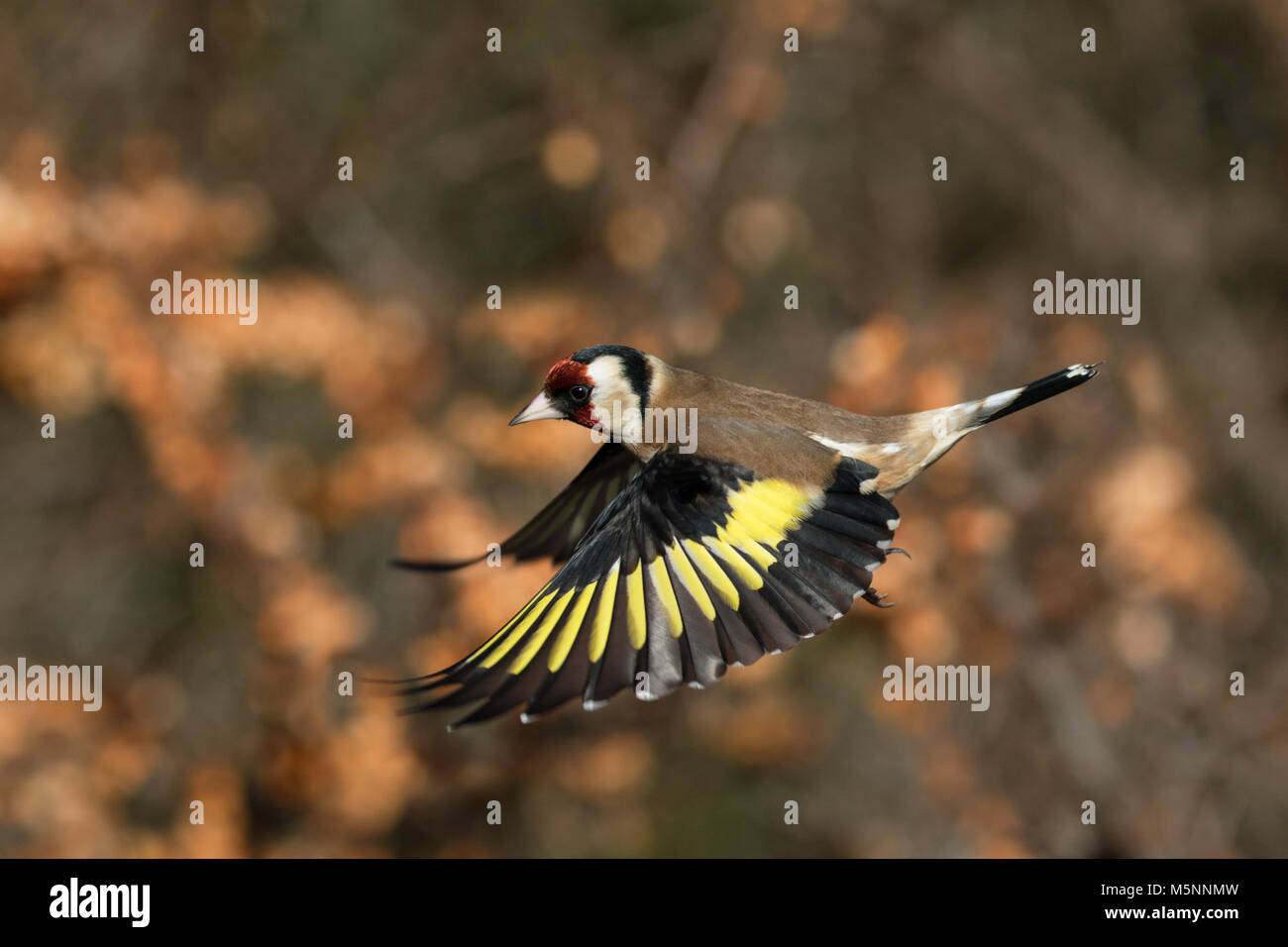 Goldfinch in flight hi-res stock photography and images - Alamy