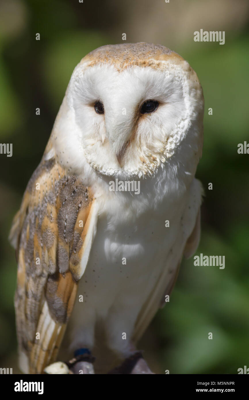 Western barn owl hi-res stock photography and images - Alamy