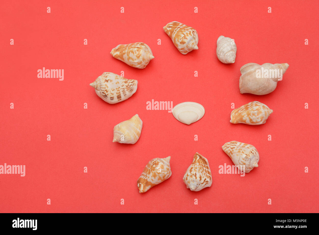 Set of Sealshells in circle on red background Stock Photo - Alamy