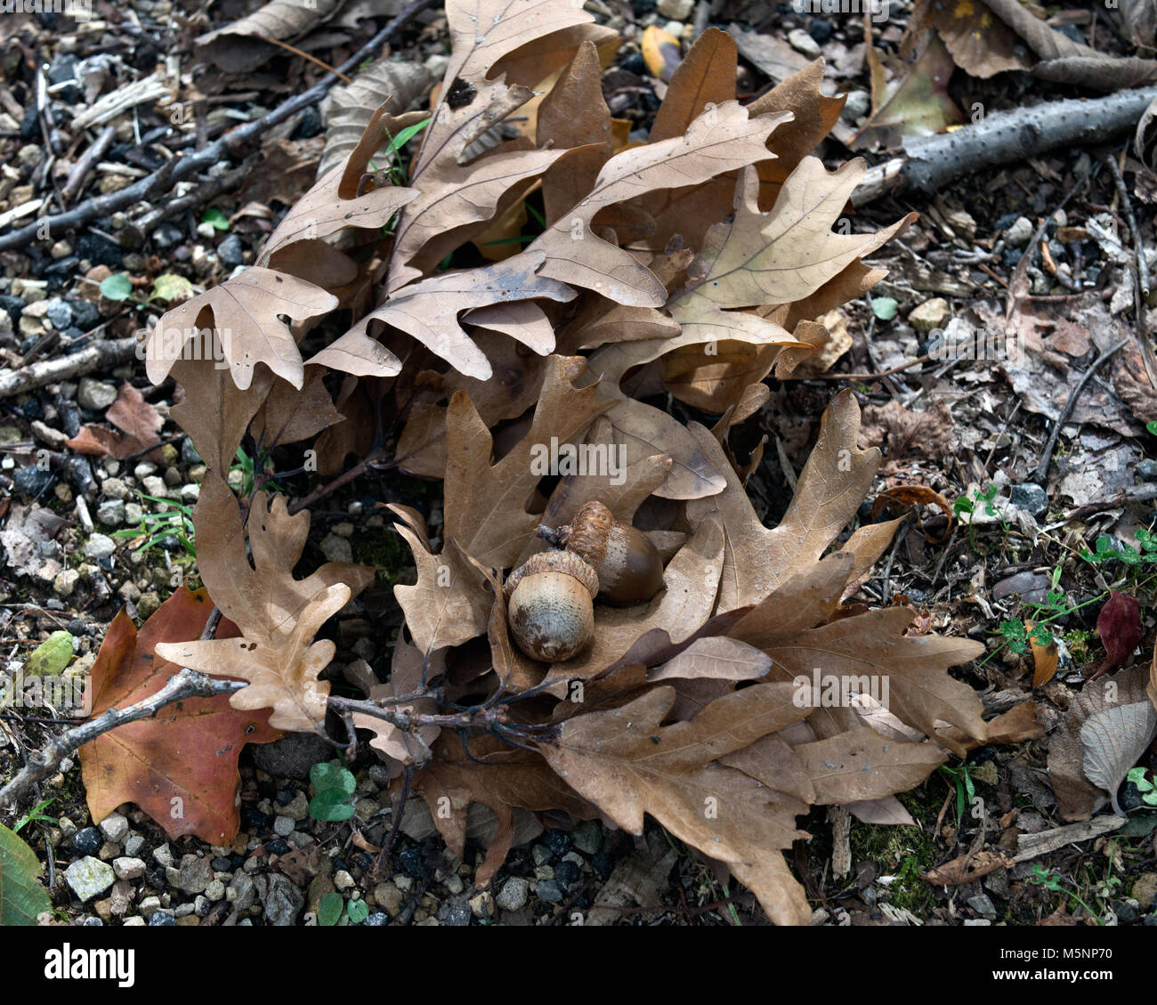 Bunch of acorns on fall oak leaves during warm sunny day Stock Photo ...