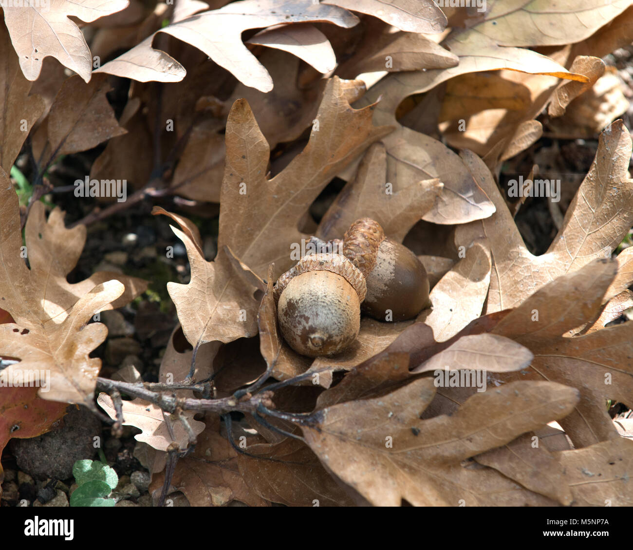 Bunch of acorns on fall oak leaves during warm sunny day Stock Photo ...