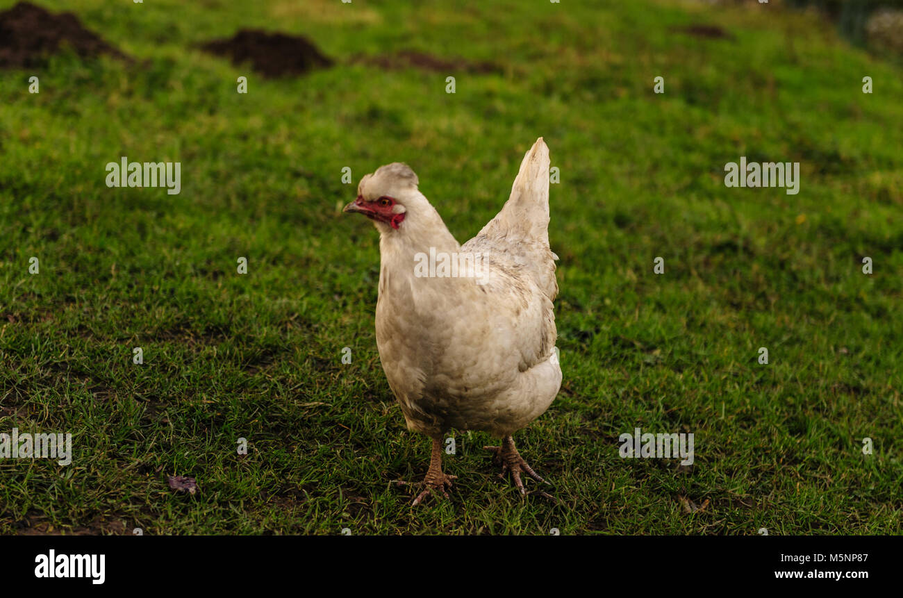A Chicken walking freely in a field of grass in the Flemish Country ...