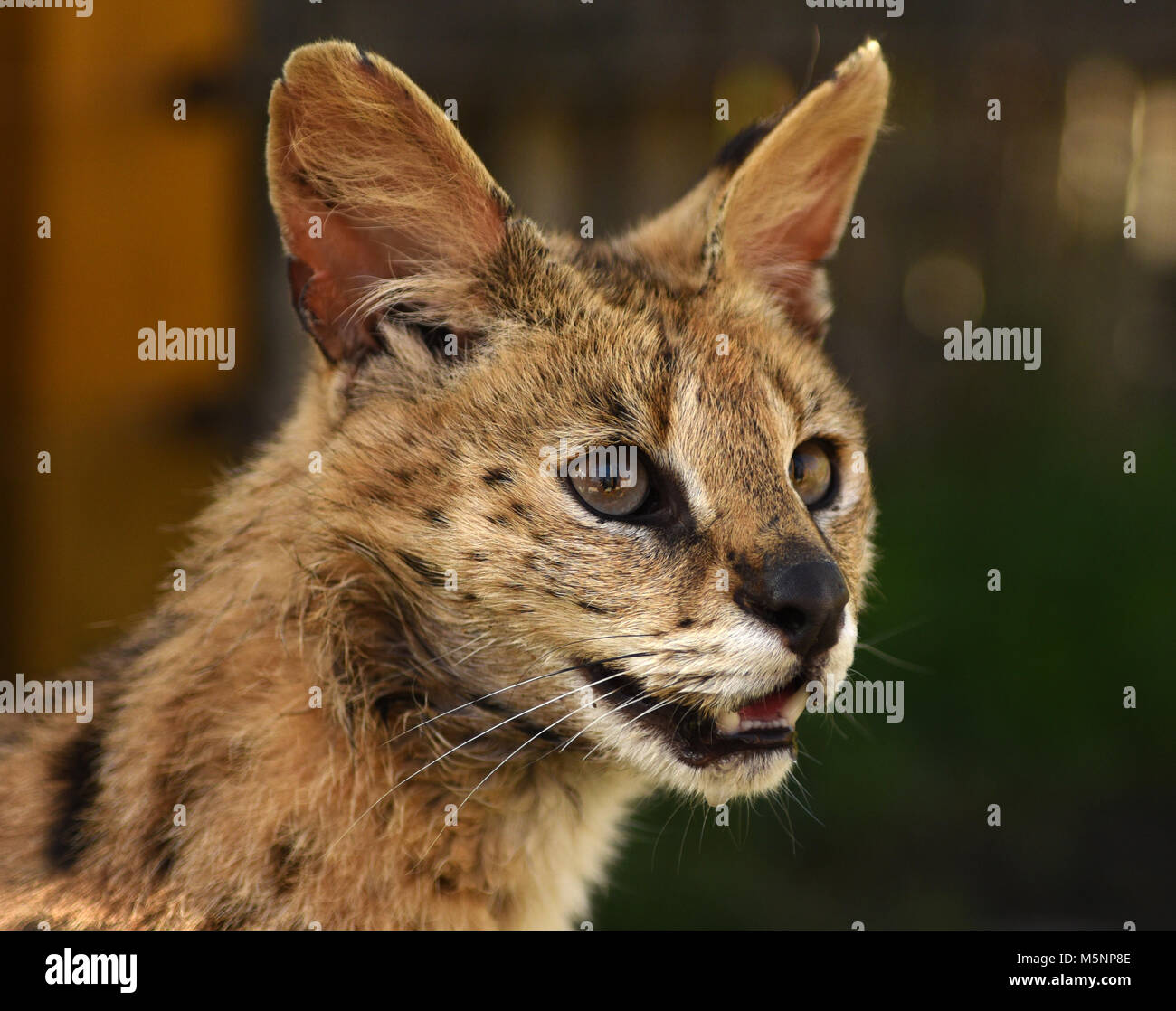 Serval. Felis serval. (Leptailurus serval). close up Stock Photo - Alamy