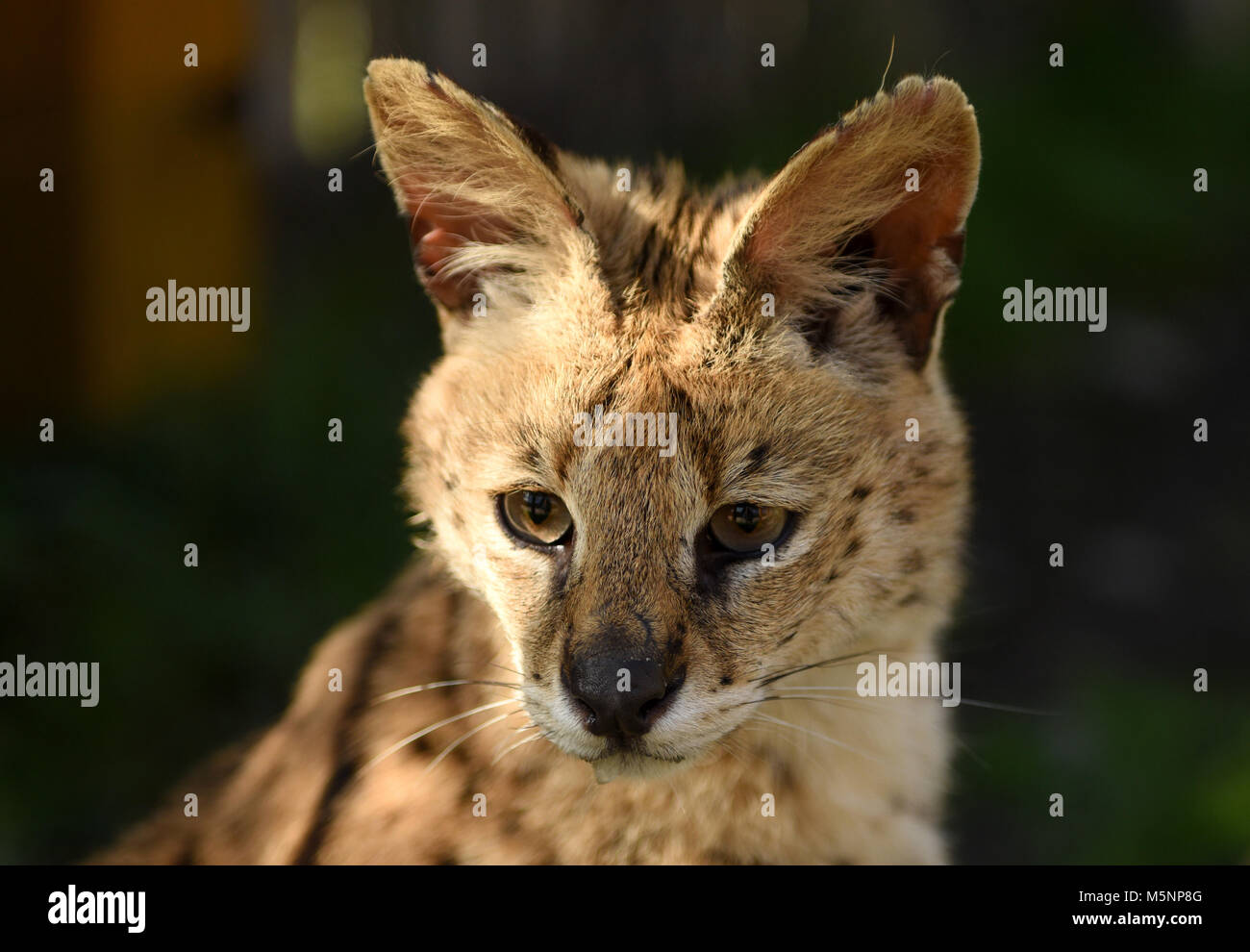 Serval. Felis serval. (Leptailurus serval). close up Stock Photo - Alamy