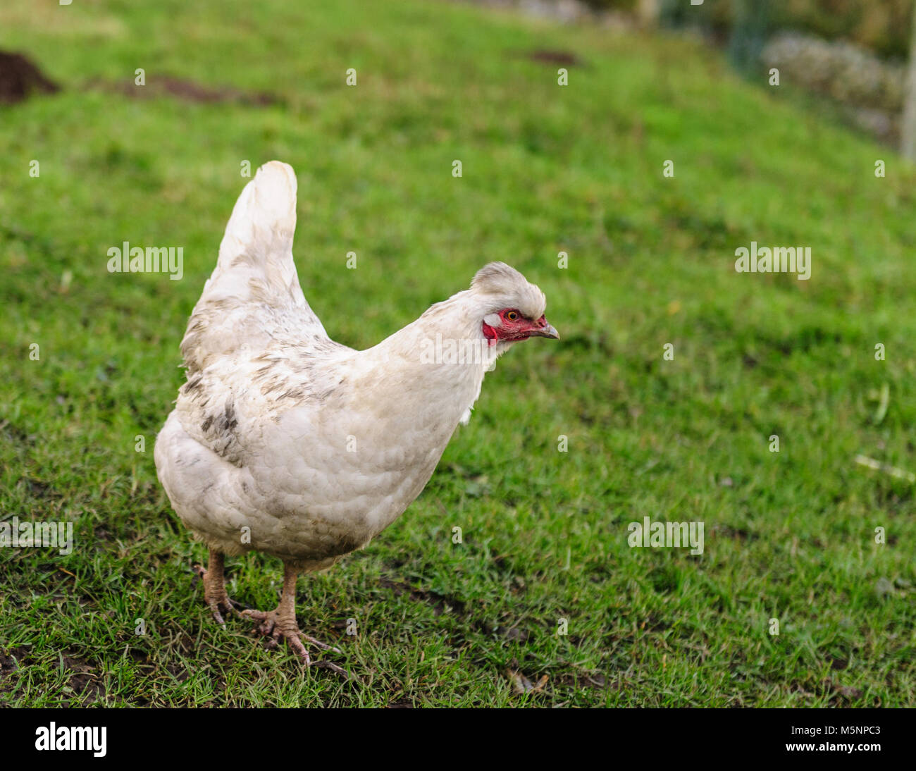 Chicken Walking freely Stock Photo - Alamy