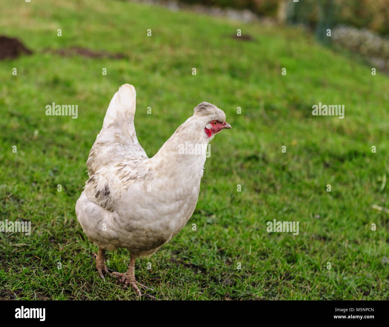 A Chicken walking freely in a field of grass in the Flemish Country ...