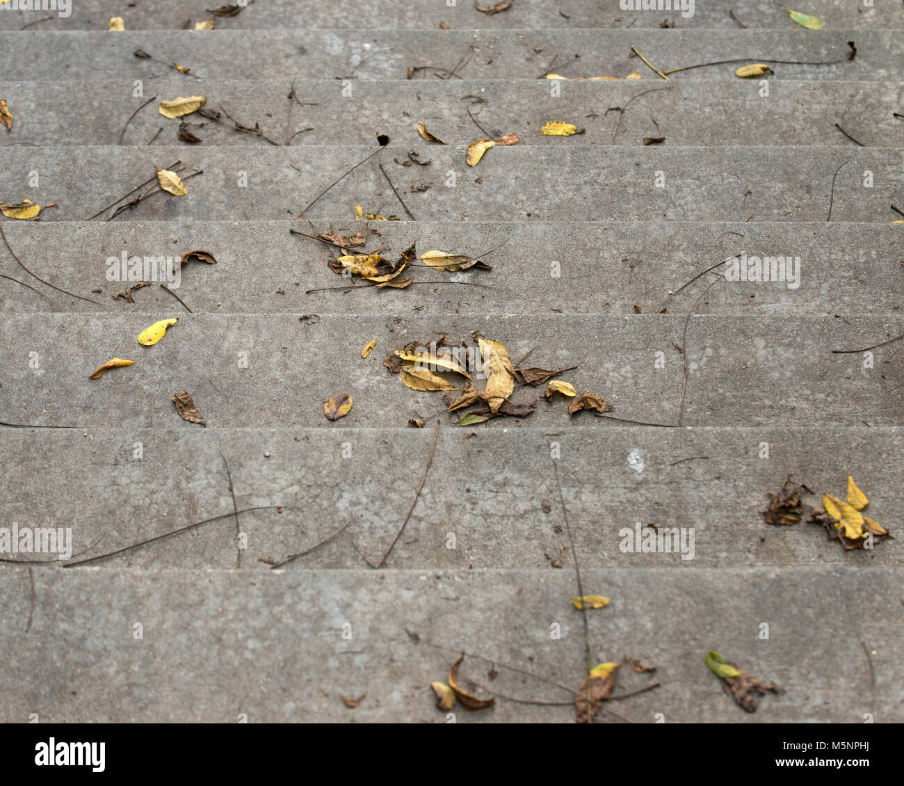 Concrete stairway, stairs, steps with brown fall's leaves Stock Photo ...