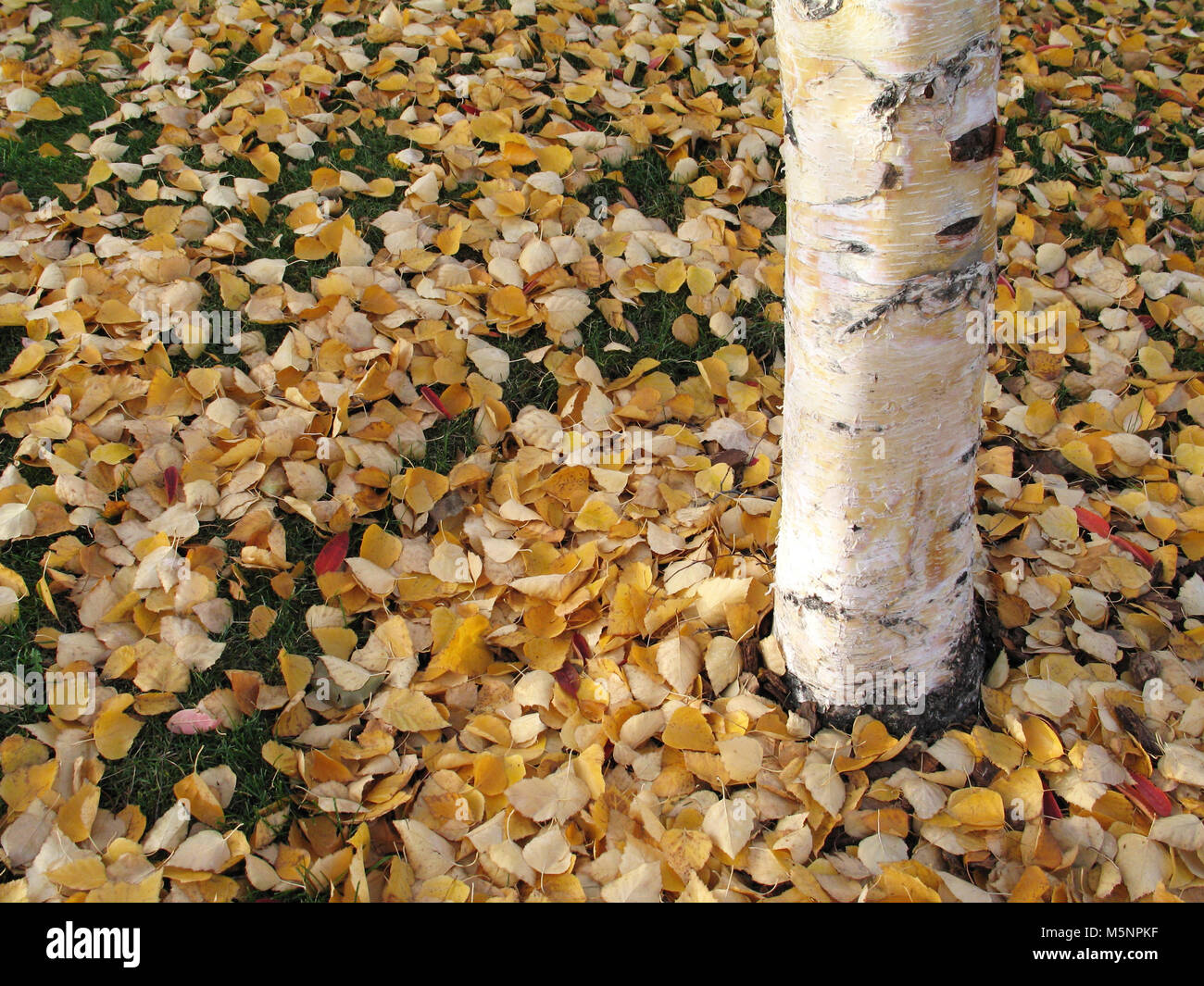 Color of the foliage hi-res stock photography and images - Alamy