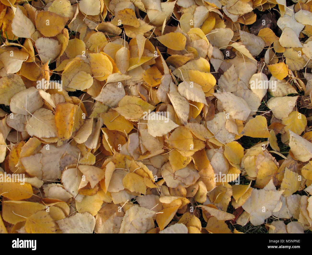 Autumn leaf color on a group of leaves of paper birch Stock Photo - Alamy