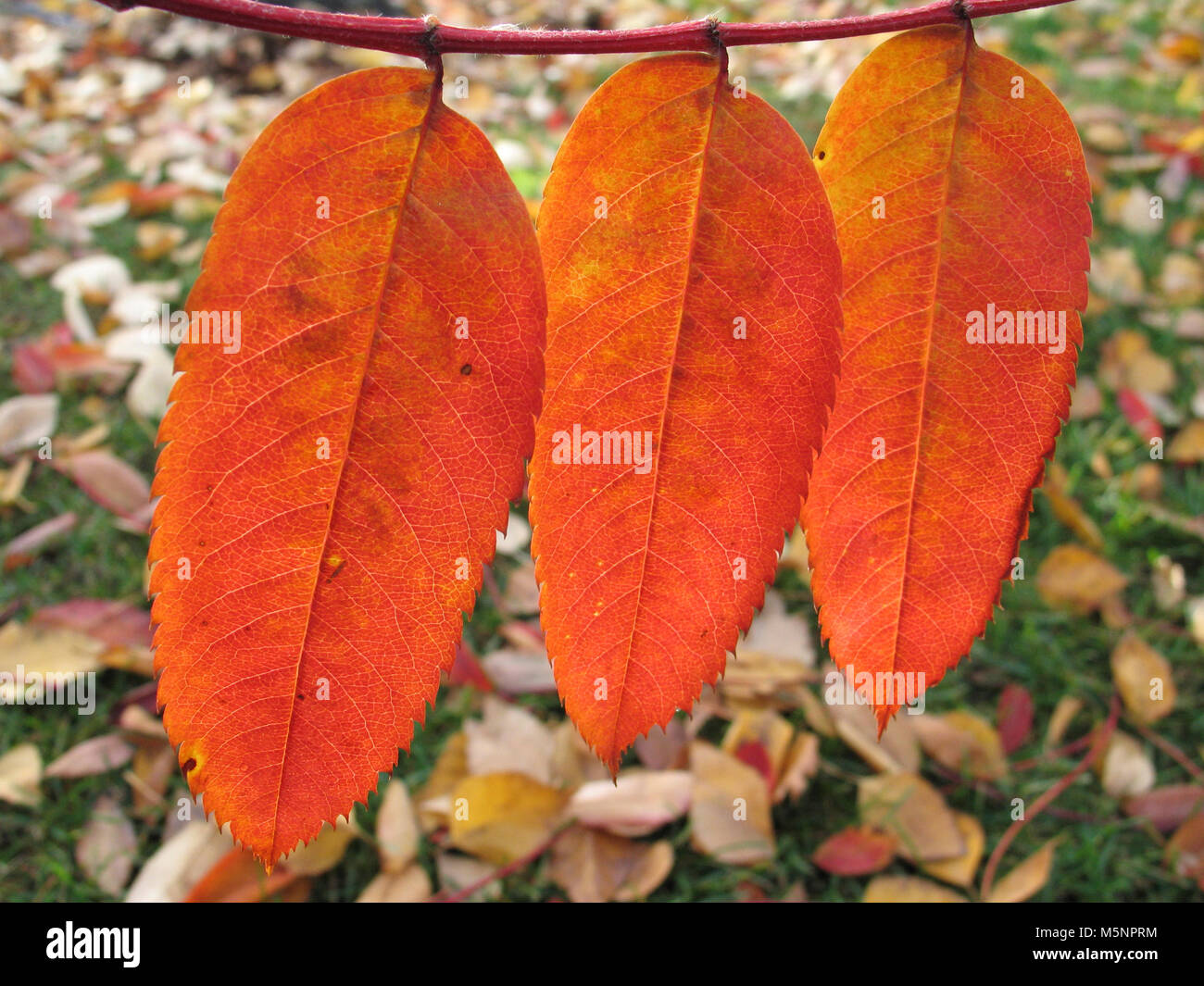 Alaska botanical garden anchorage hi-res stock photography and images ...