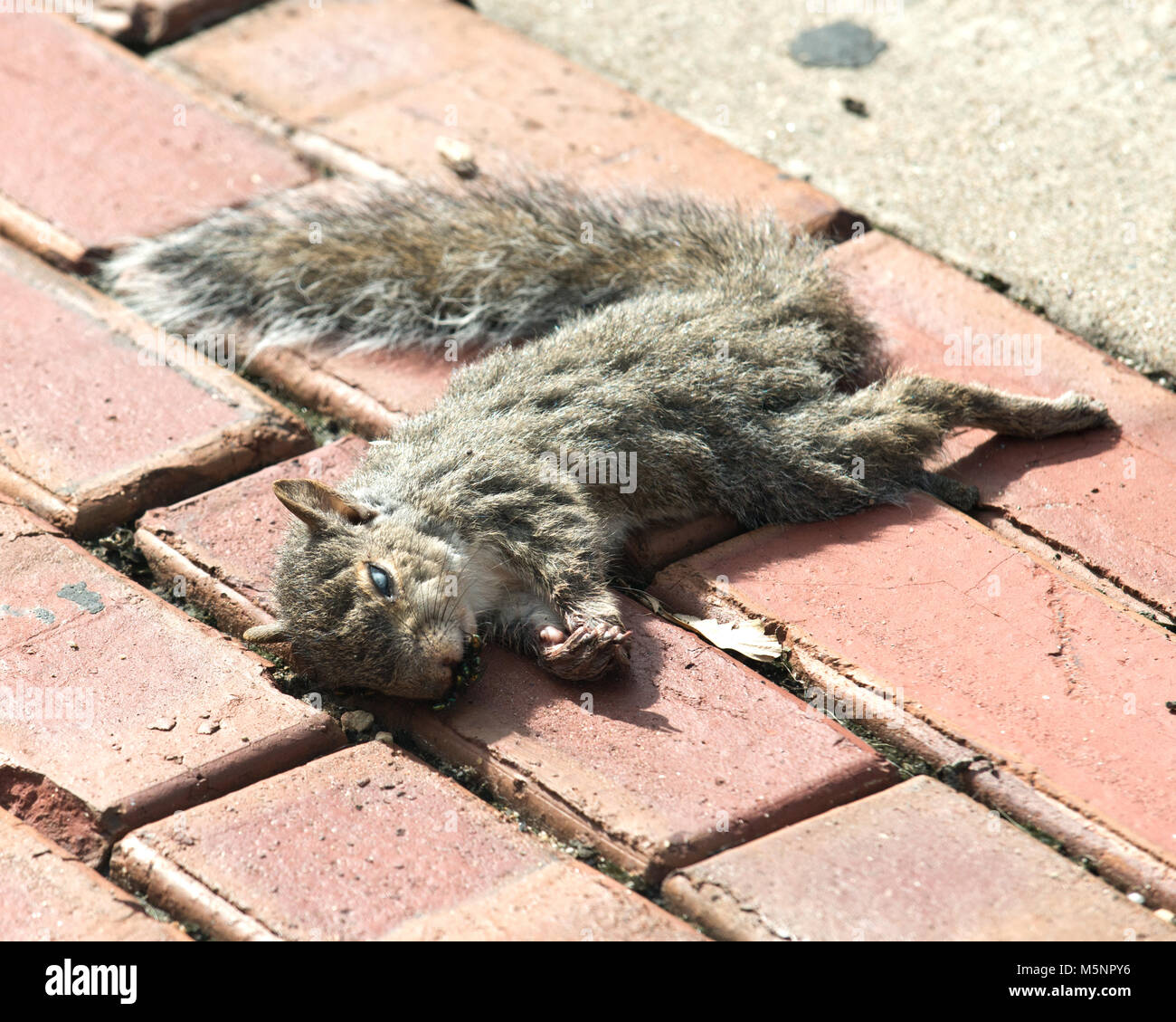 Dead Animal Squirrel Roadkill High Resolution Stock Photography and ...