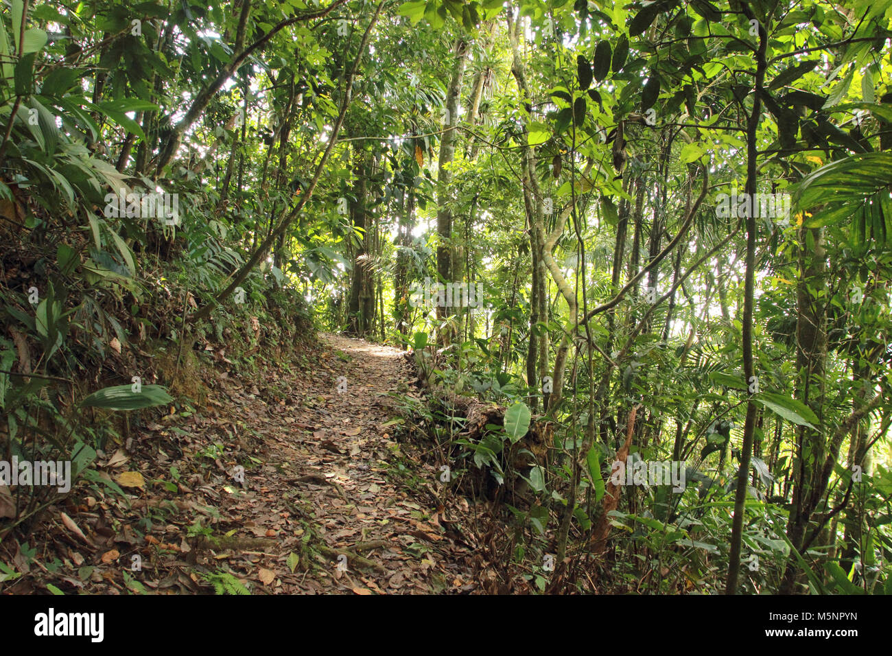 Path to the tropical jungle Stock Photo - Alamy