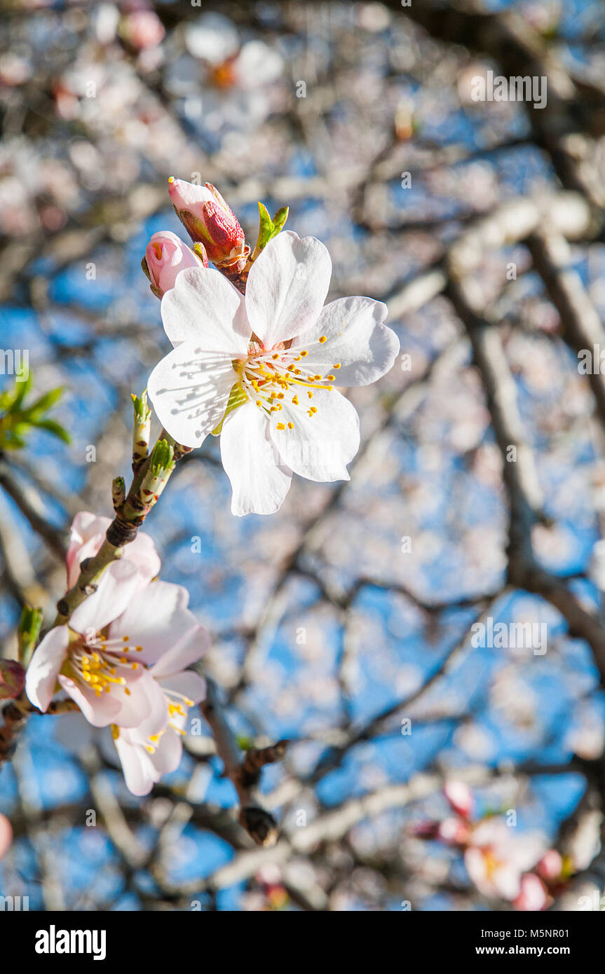 Almond tree flowers Stock Photo - Alamy