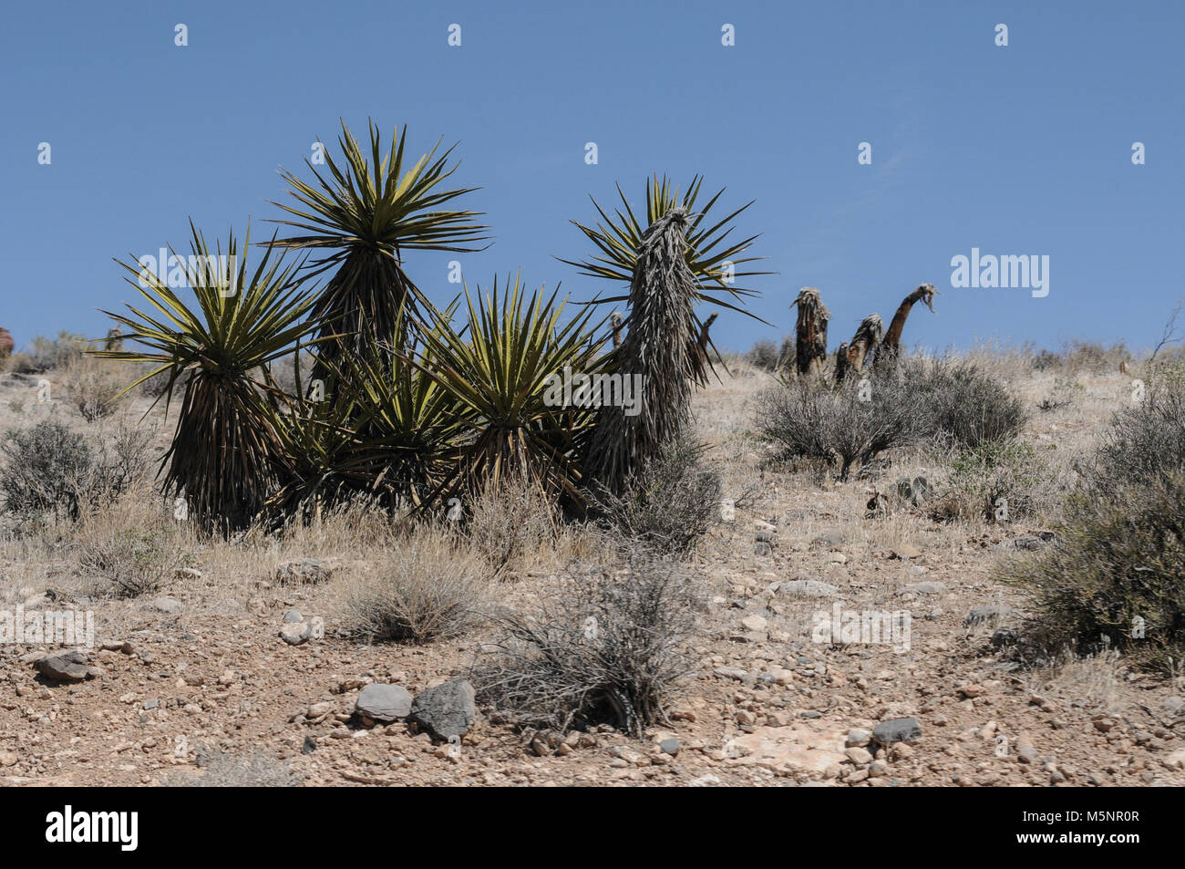 Rural landscapes in the Nevada Desert under the bright sunshine skies ...