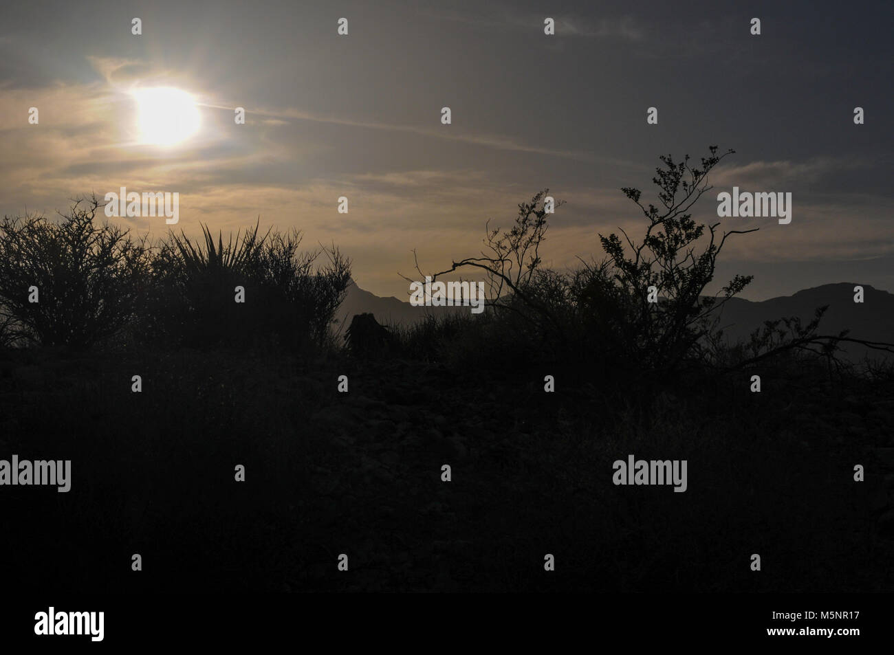 silhouettes of vegetation in the Nevada desert as the sun goes down ...
