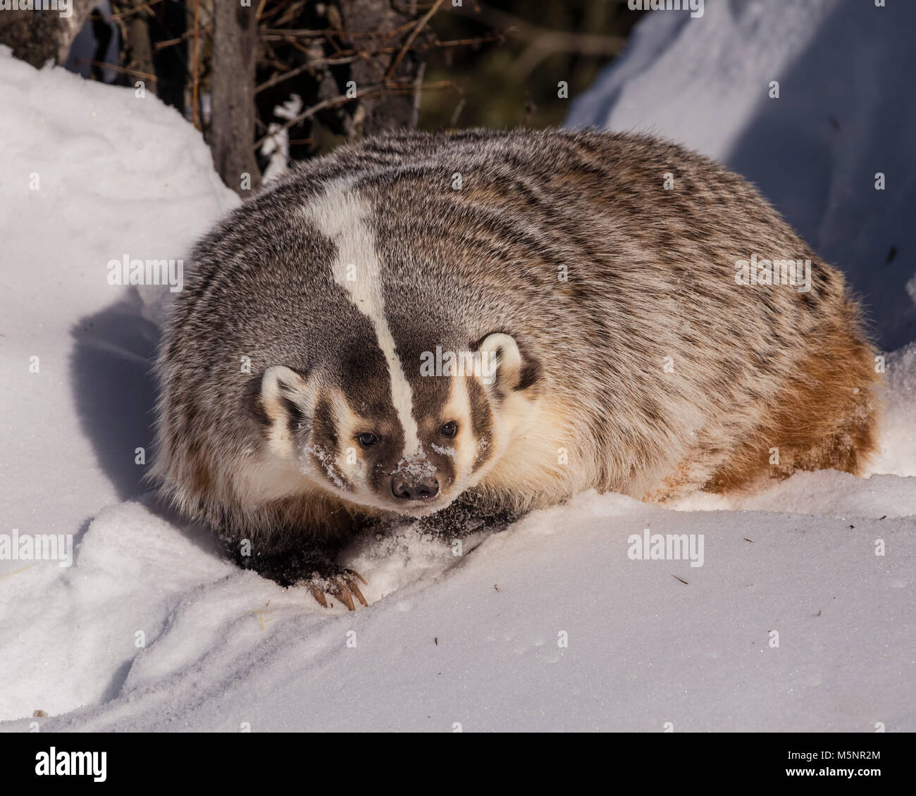 Badger tail hi-res stock photography and images - Alamy