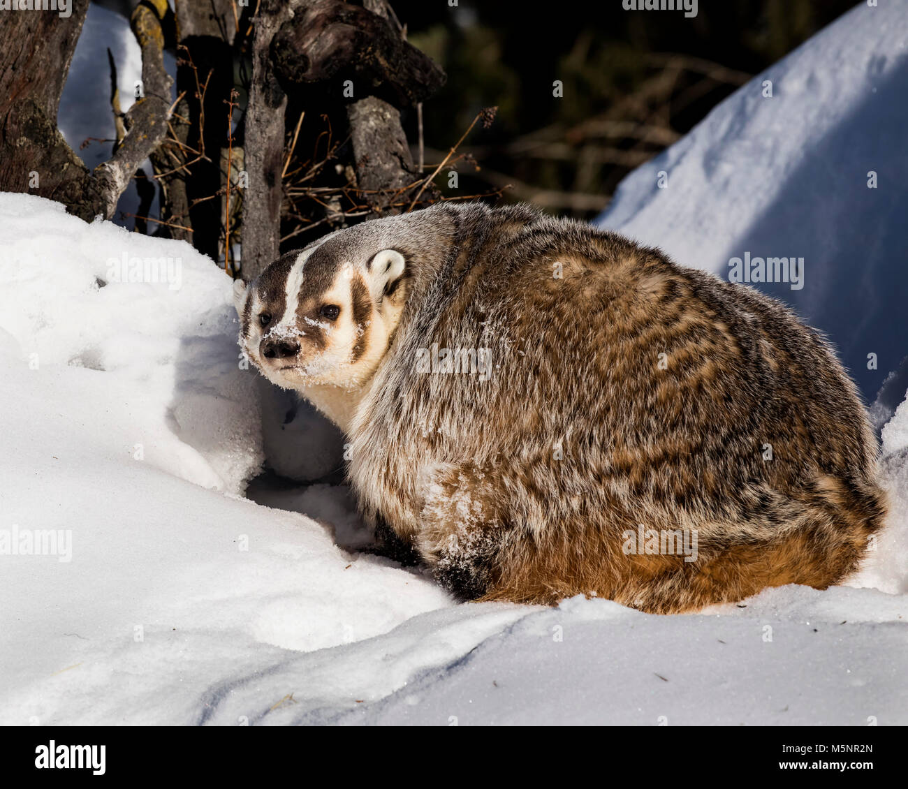 Badger dens hi-res stock photography and images - Alamy