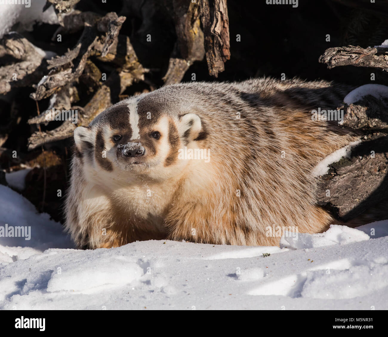Badger dens hi-res stock photography and images - Alamy