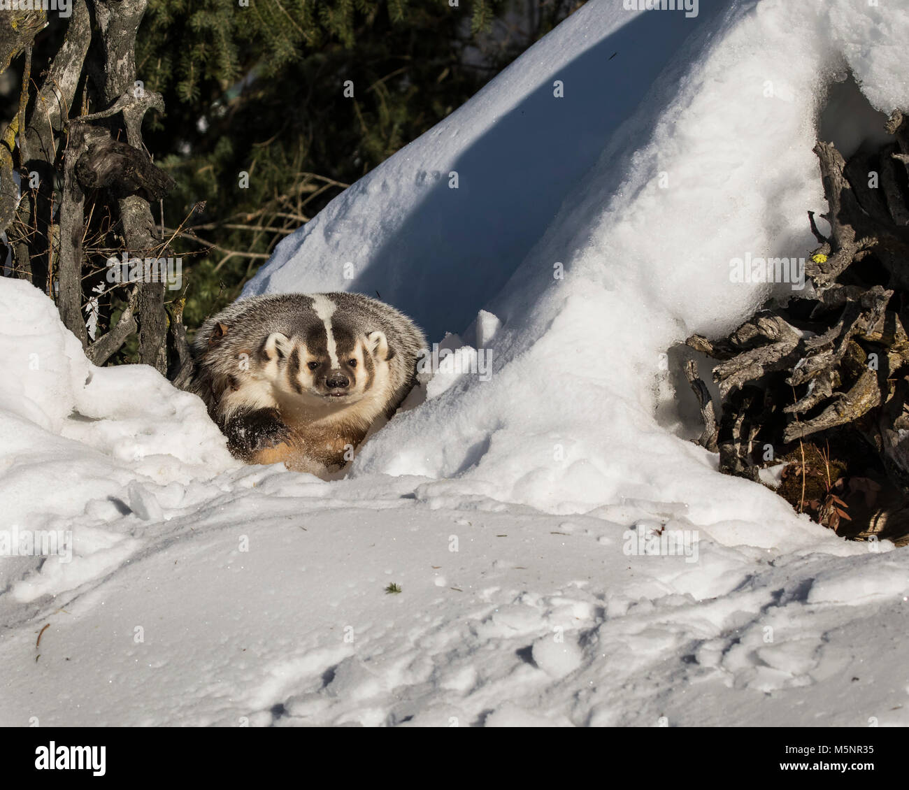 Badger tail hi-res stock photography and images - Alamy