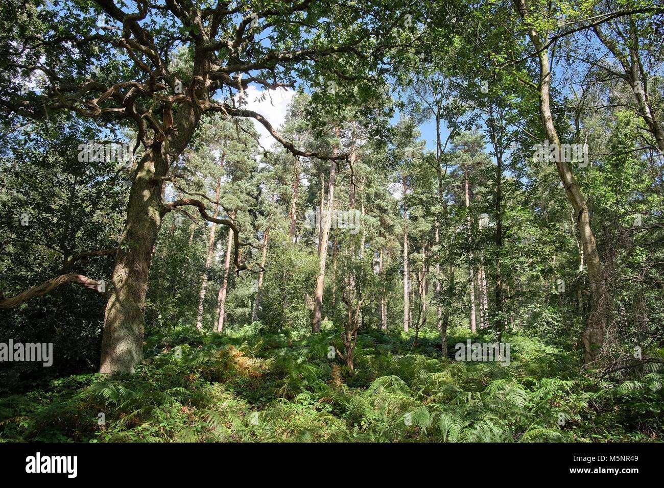 Oak trees of Sherwood Forest, both young and very old Stock Photo - Alamy