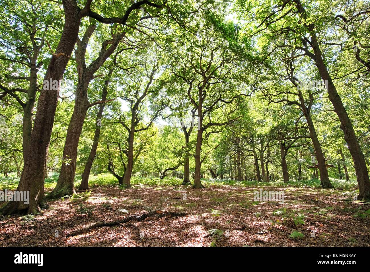 Oak trees of Sherwood Forest, both young and very old Stock Photo - Alamy