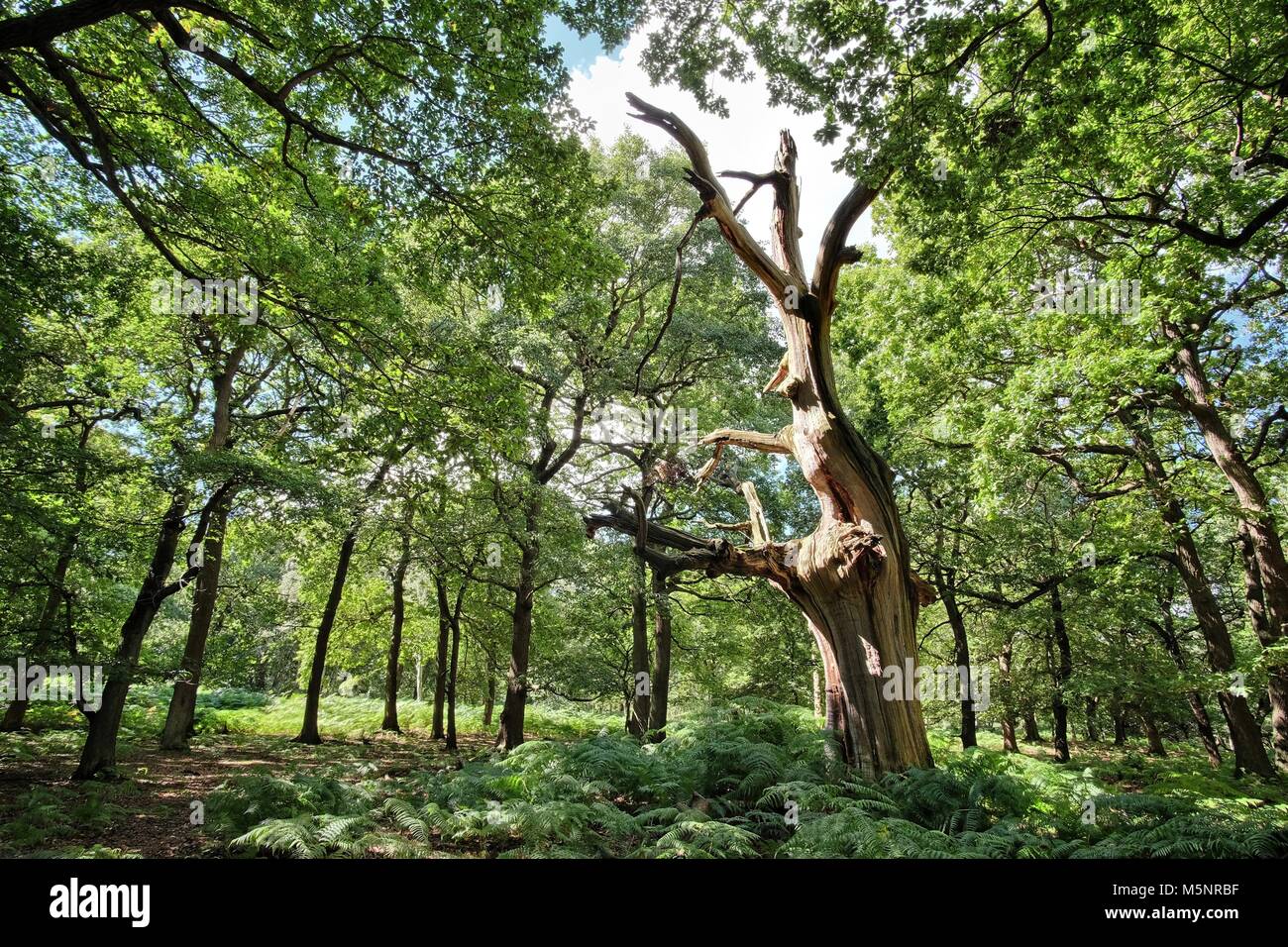 Oak trees of Sherwood Forest, both young and very old Stock Photo - Alamy