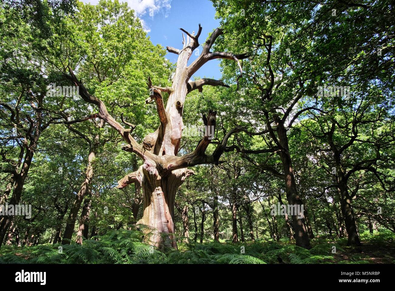 Oak trees of Sherwood Forest, both young and very old Stock Photo - Alamy