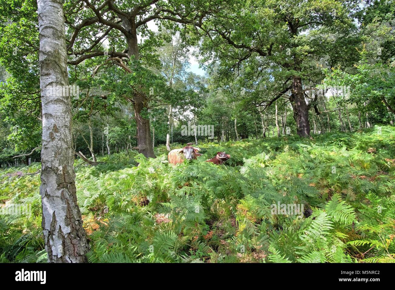 Oak trees of Sherwood Forest, both young and very old Stock Photo - Alamy