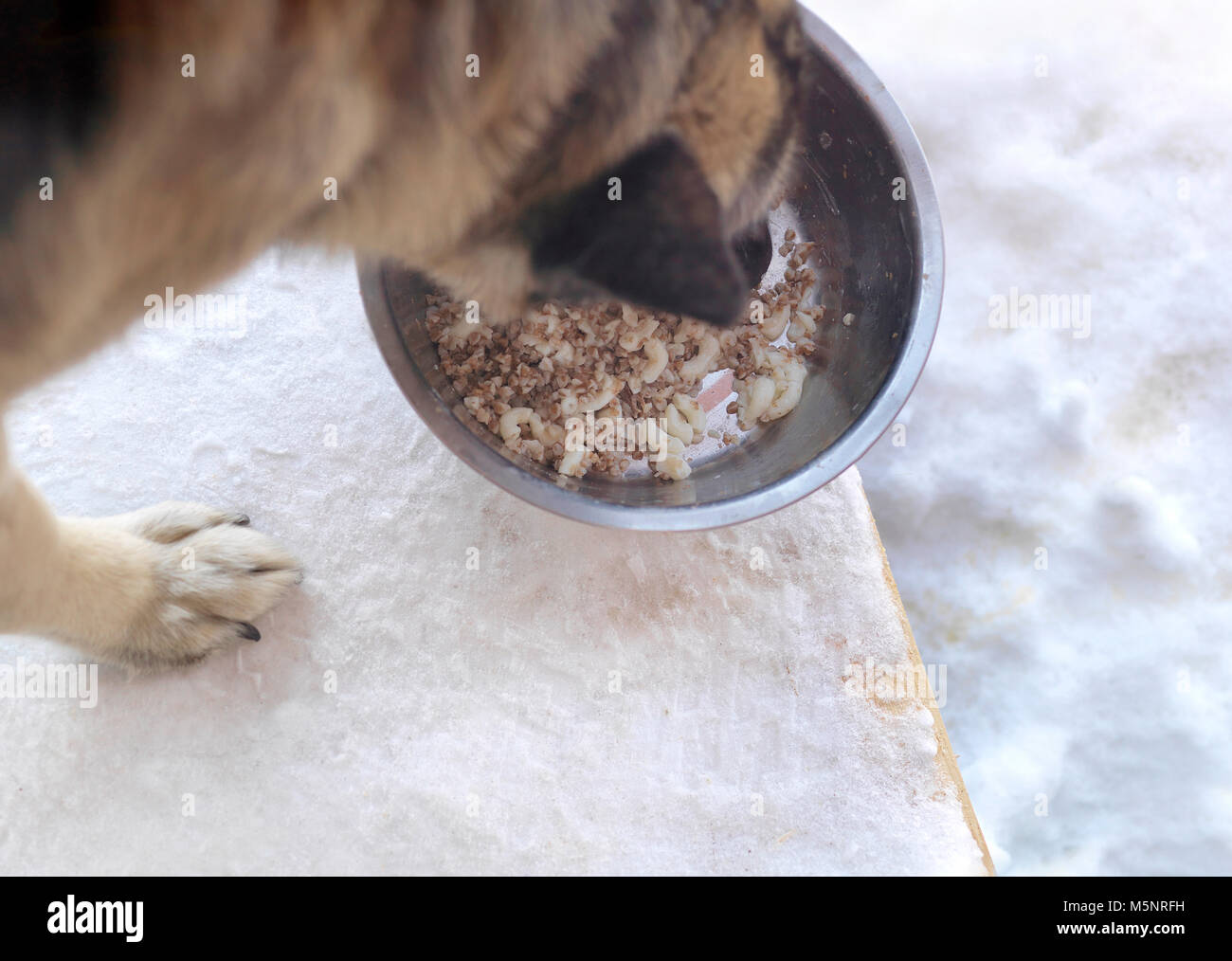Overhead shot of a dog eating natural food from a metal food bowl ...