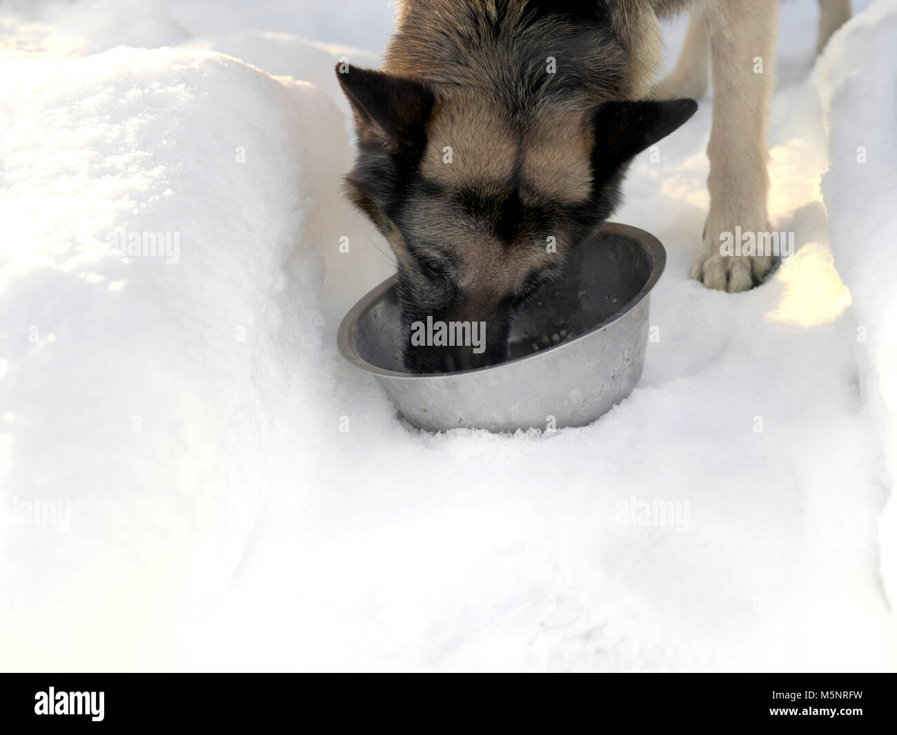 A shepherd dog eating from a pet bowl placed on the snow Stock Photo ...