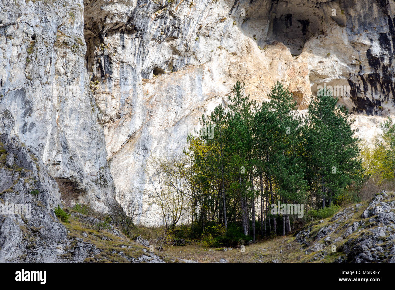 Small spruce trees forest on the precipitous limestone cliffs of ...