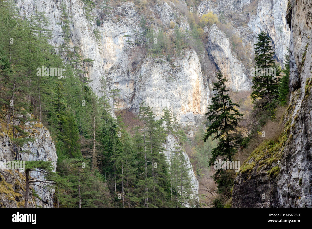Spruces on the precipitous limestone cliffs of Trigrad gorge, Rhodope ...
