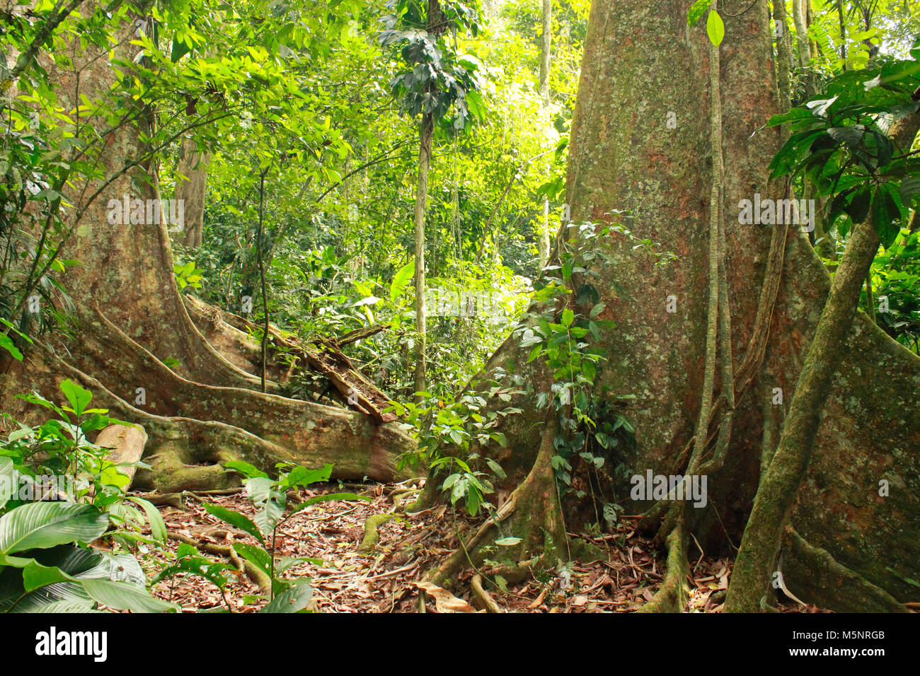 Giant tree in the jungle with buttressed roots High jungle Henri ...