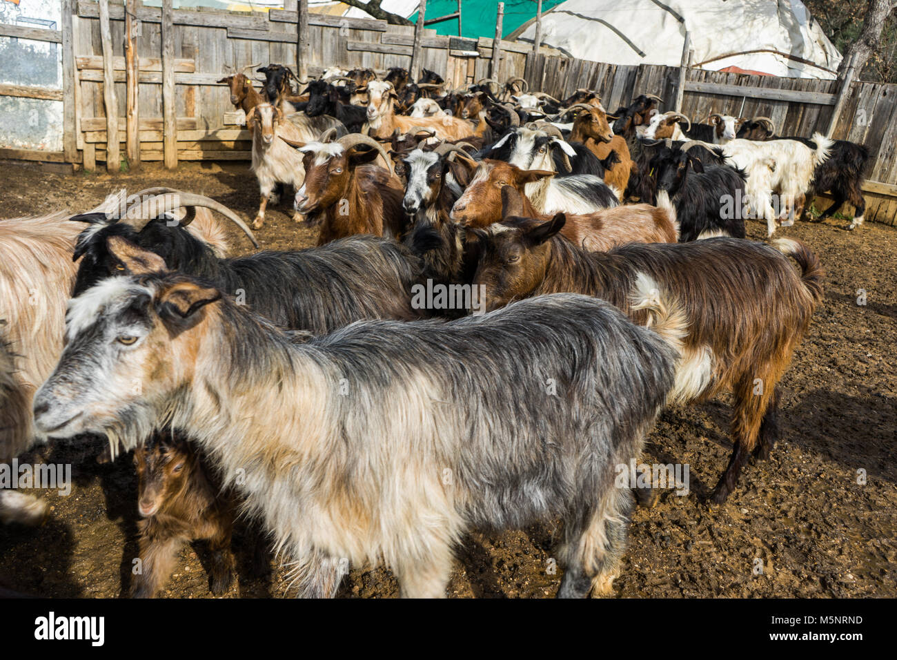 Goats on a farm Stock Photo - Alamy