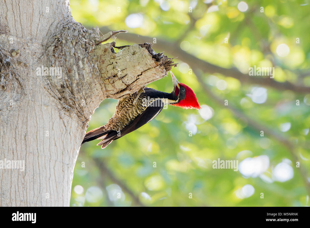 Lineated Woodpecker (Dryocopus lineatus) with Bright Red Head Crest ...