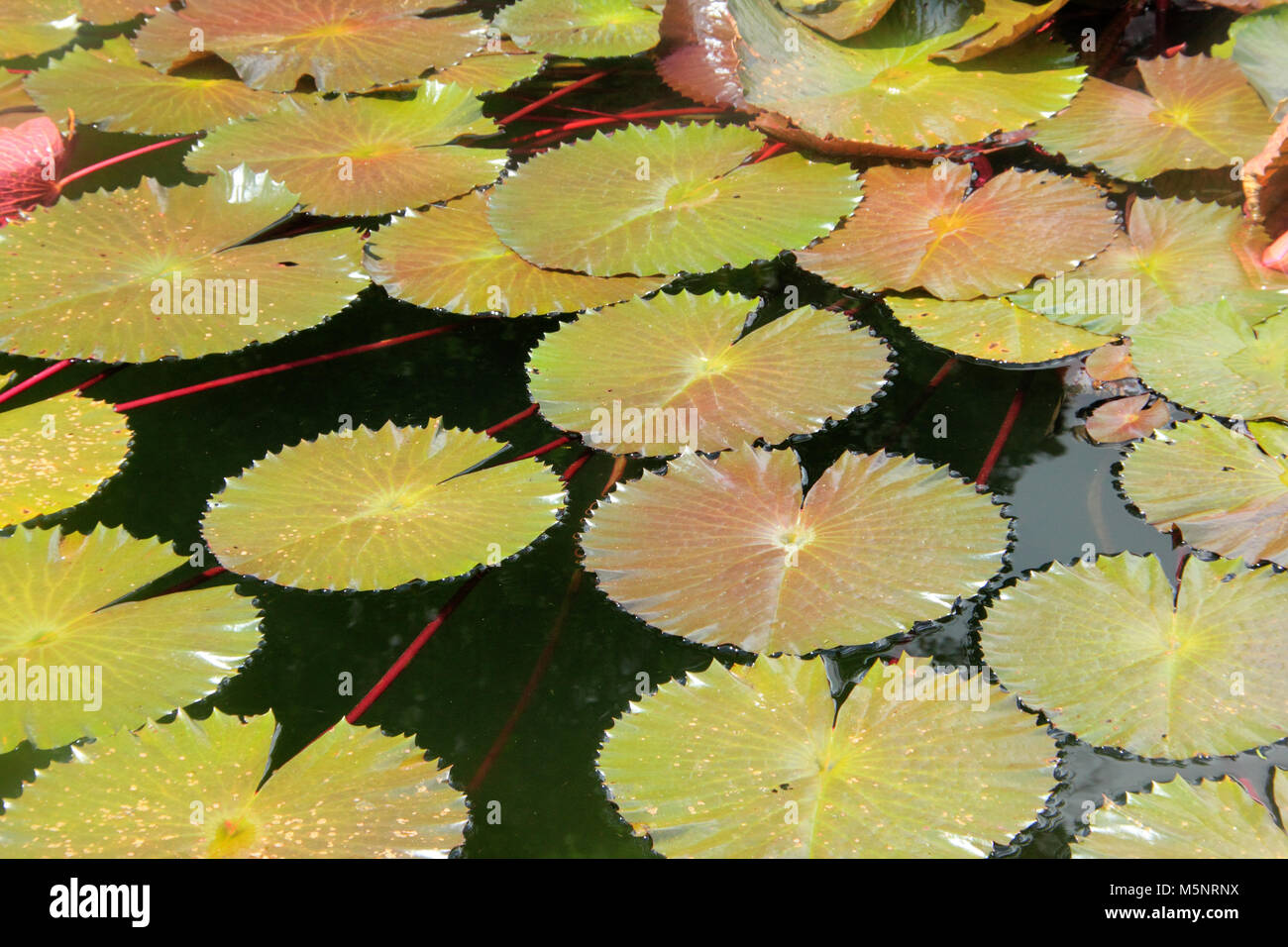 Water lilies floating in a pond Stock Photo - Alamy