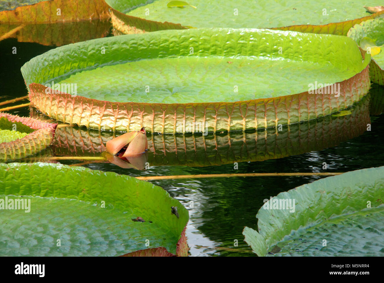 Victoria cruziana aquatic water plant with giant leaves Pantanal Brazil ...