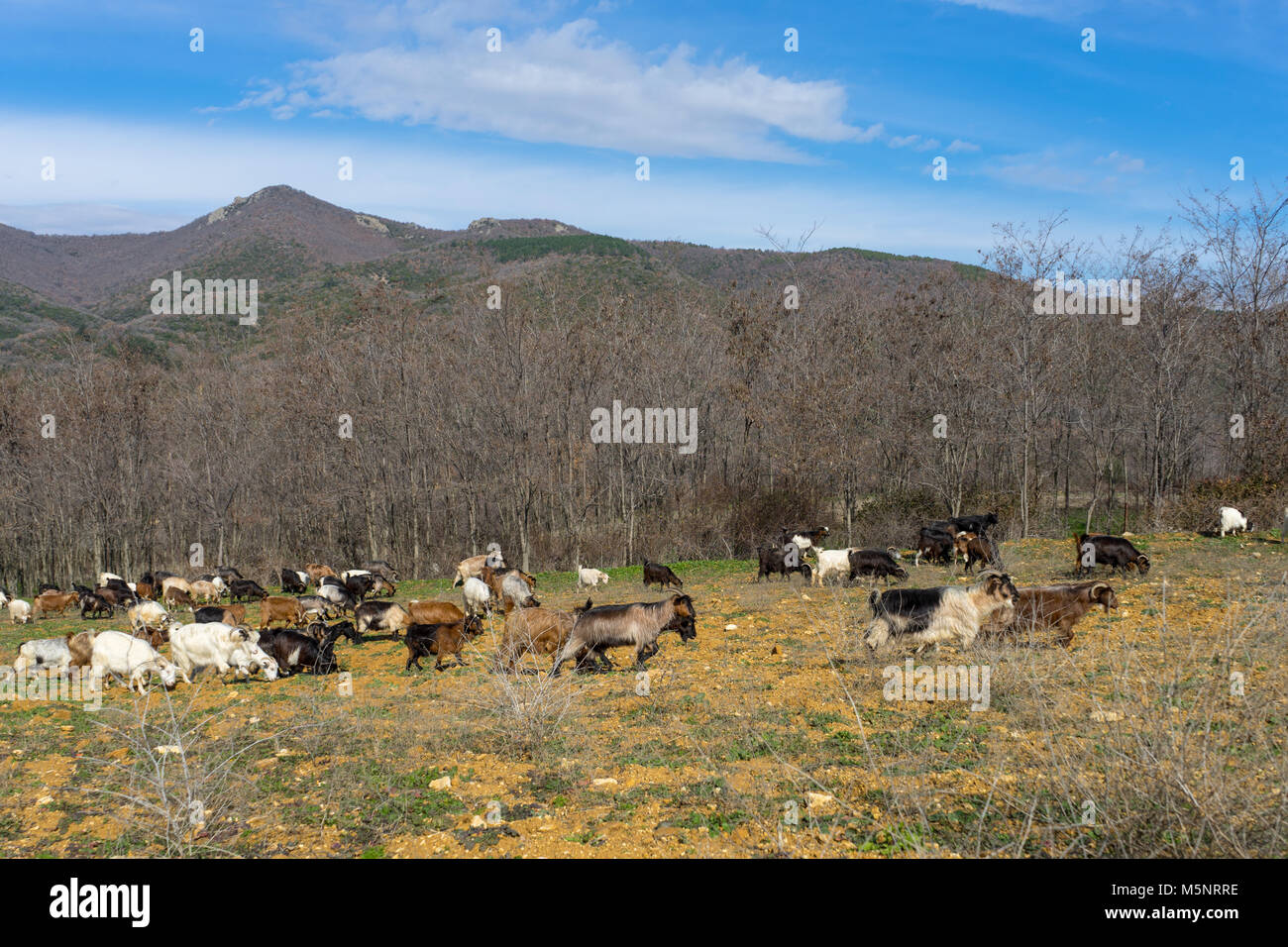 Goats eating grass on a pasture Stock Photo - Alamy