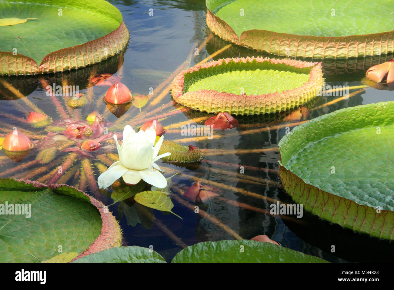 Victoria cruziana aquatic water plant with giant leaves Pantanal Brazil ...