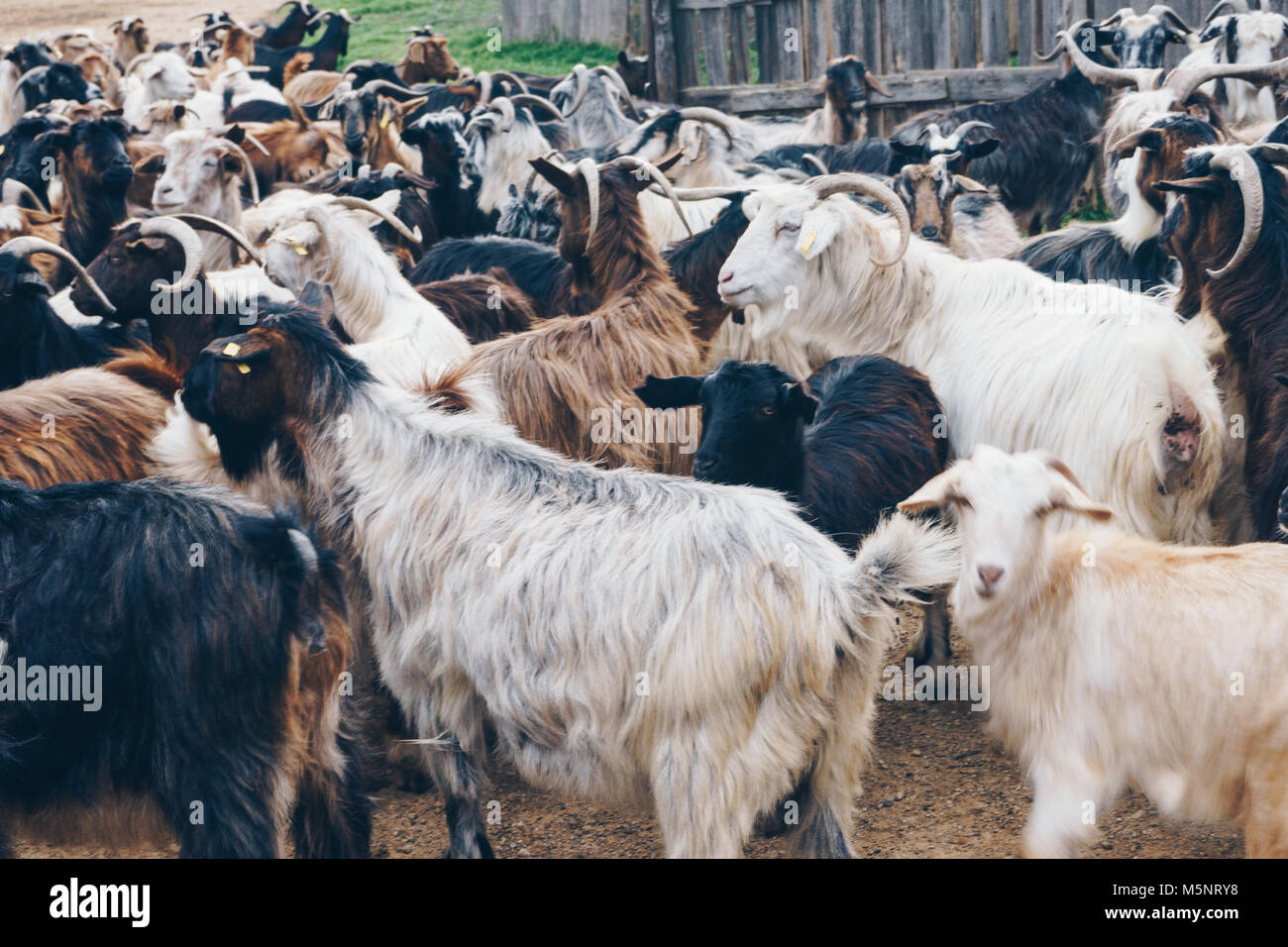 Goats on a farm Stock Photo - Alamy