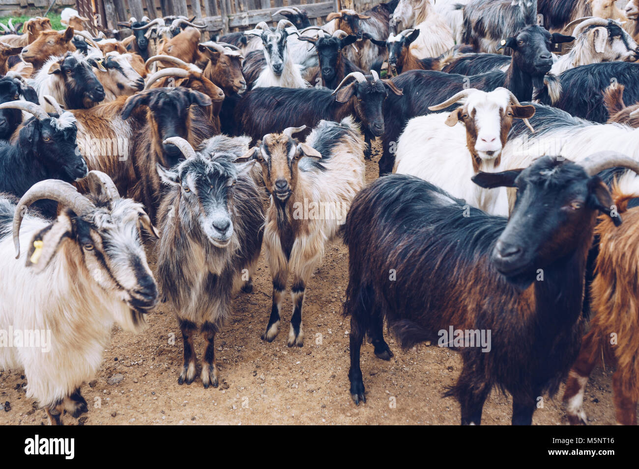 Goats on a farm Stock Photo - Alamy