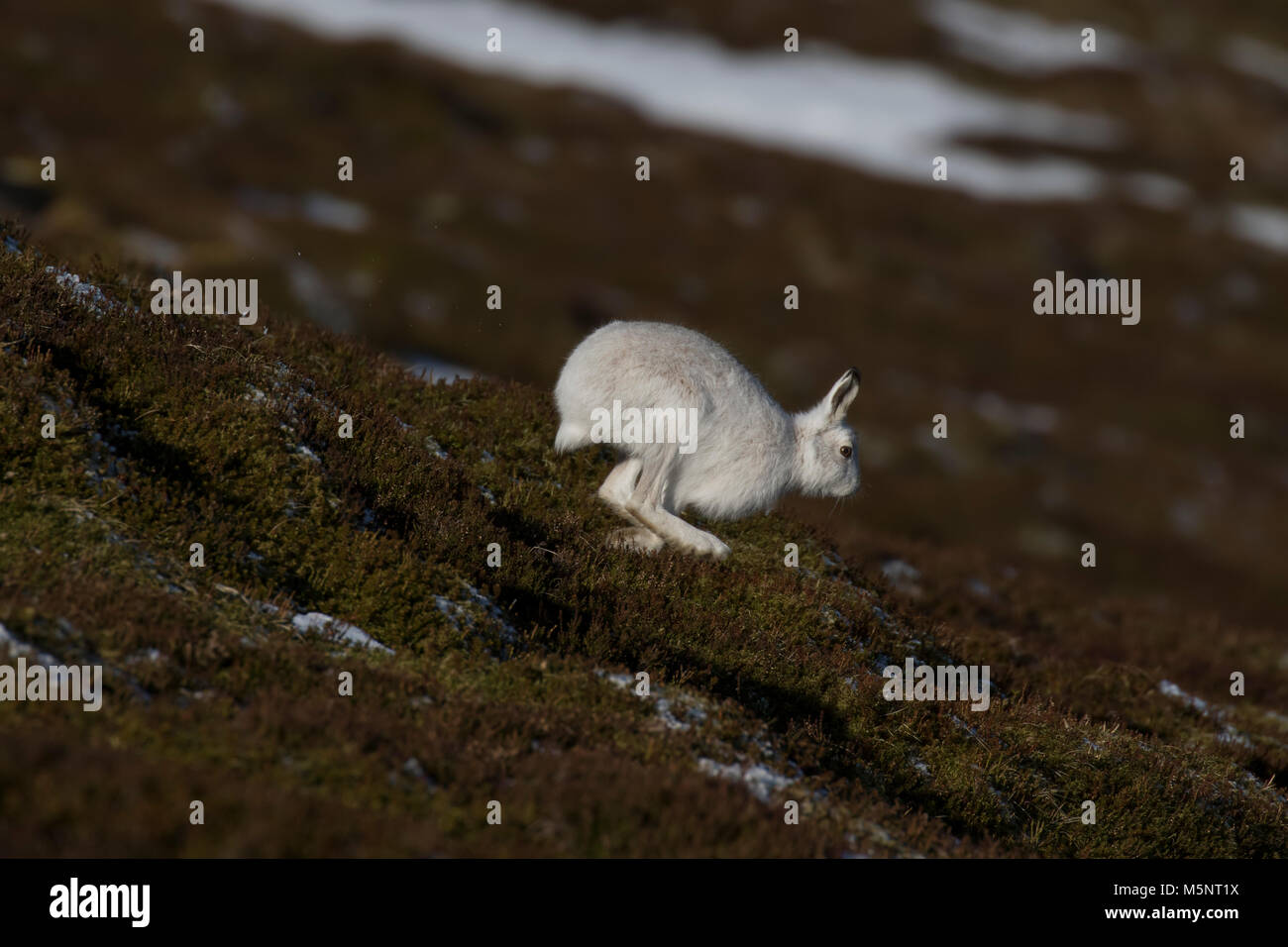 mountain hare, Lepus timidus, winter coat, moult against heather ...