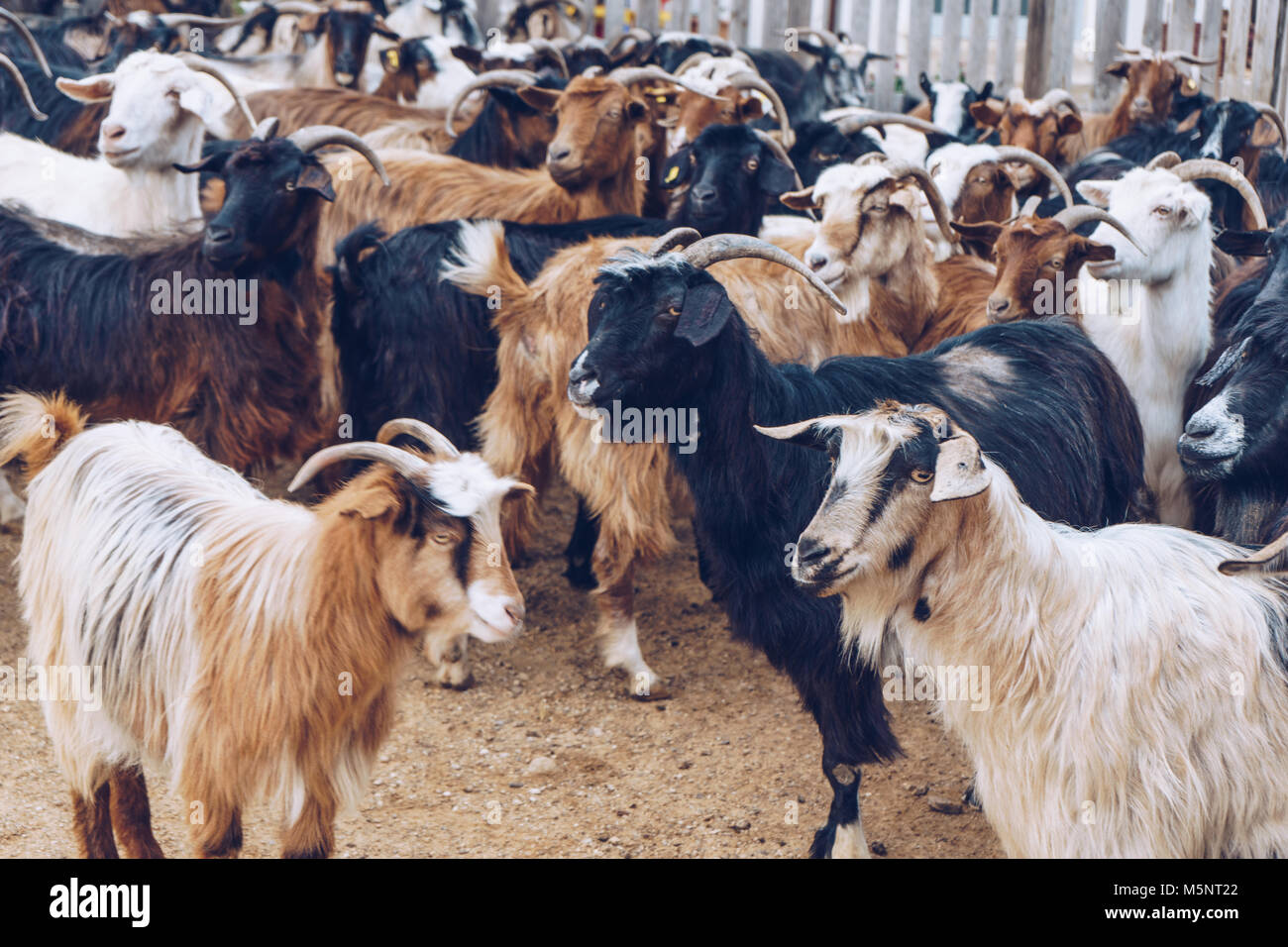 Goats on a farm Stock Photo - Alamy