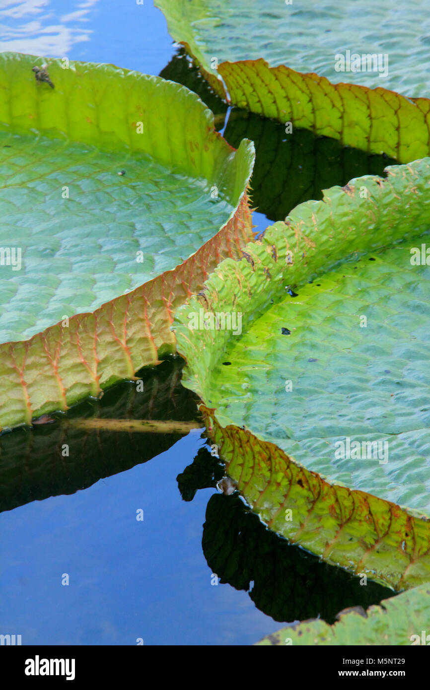 Victoria cruziana aquatic water plant with giant leaves Pantanal Brazil ...