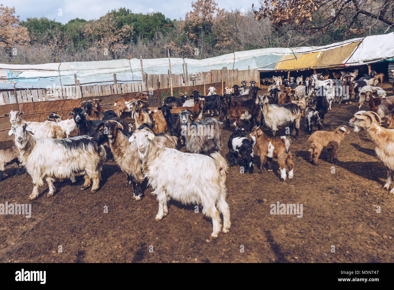 Goats on a farm Stock Photo - Alamy