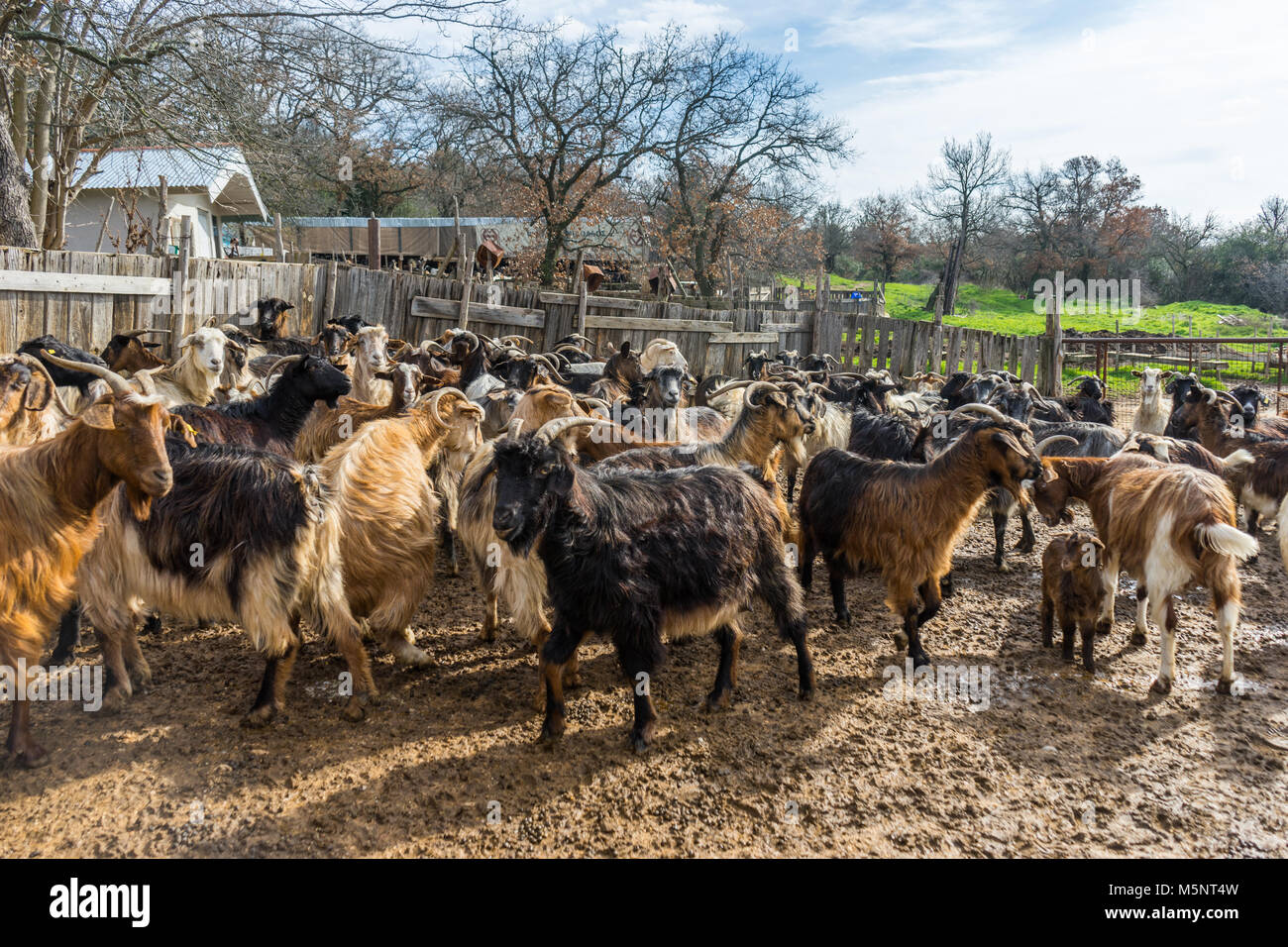 Goats on a farm Stock Photo - Alamy